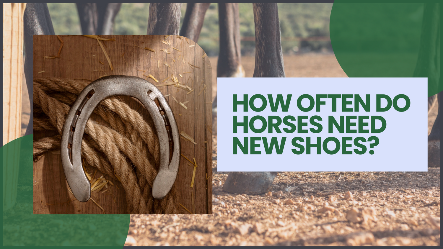 How Often Do Horses Need New Shoes? Expert Insights – The Epic Animal