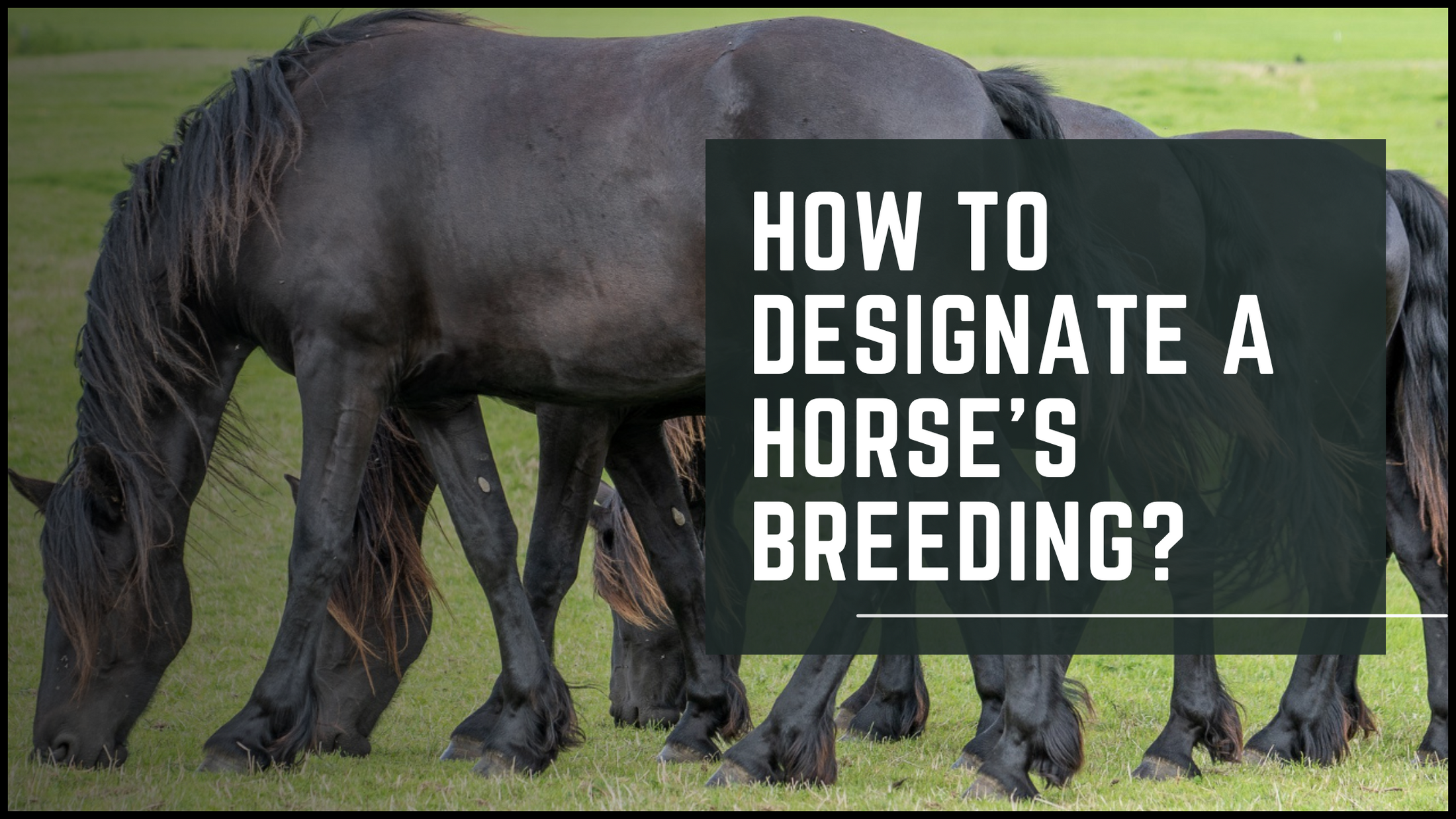 How to Designate a Horse’s Breeding | Dam, Sire & Bloodline Chart Guide ...