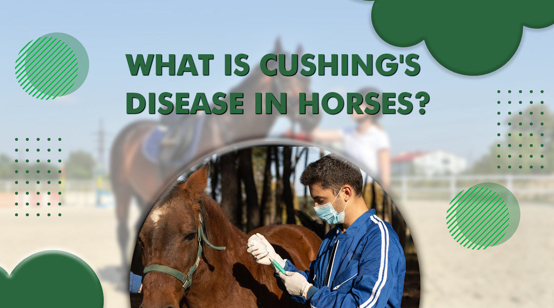 What is Cushing's Disease in Horses? Signs, Symptoms & Treatments – The Epic Animal